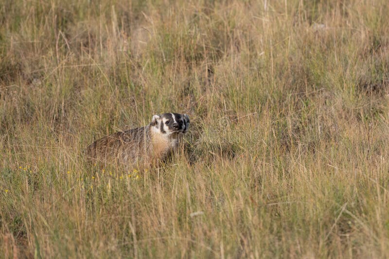 Badger in Tall Grass Looks Toward the Camera Stock Image - Image of ...