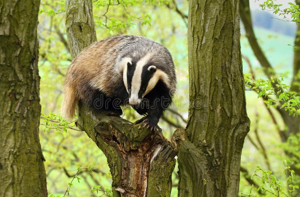 Badger on tree stock image. Image of weasel, badger, hairy - 70726353