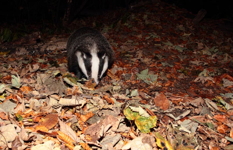 A View of Badger Playing on the Ground. Stock Photo - Image of outdoor ...