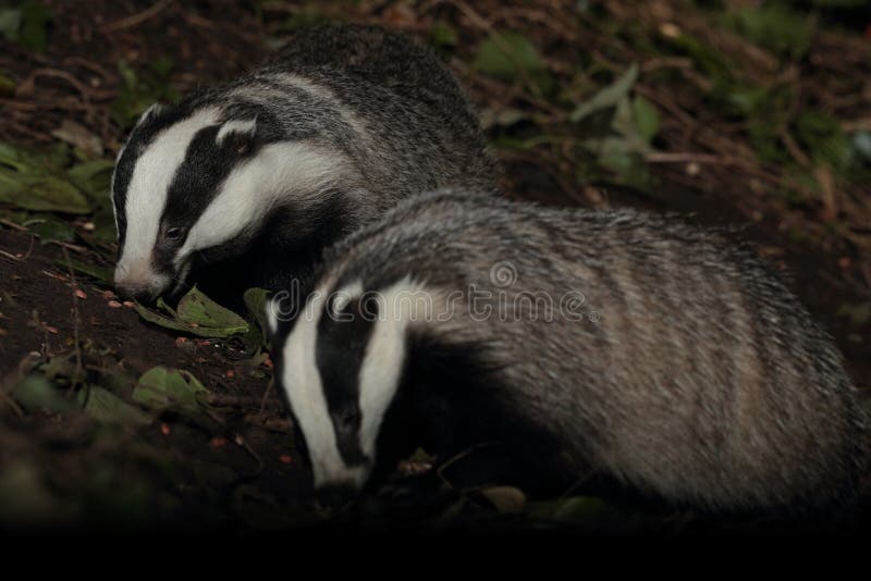 Badger at night. stock photo. Image of nature, animal - 237319588