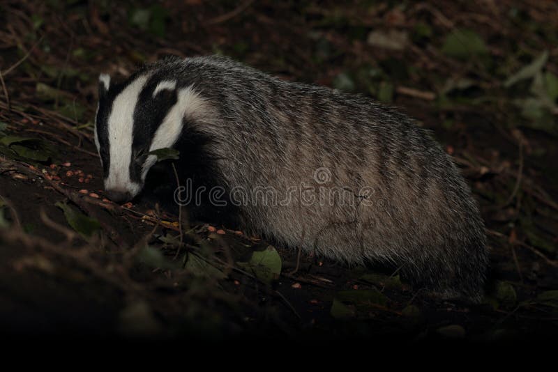 Badger at night. stock photo. Image of nature, animal - 237319588