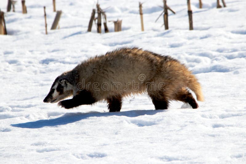 A Badger Walking between Desert Plants with Front Foot Showing Long ...