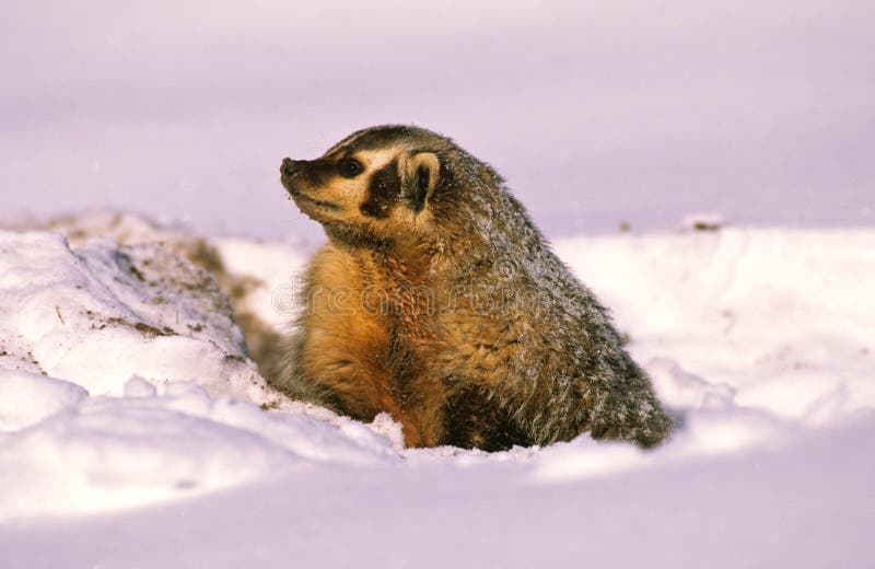 Badger Winter Den Stock Photos - Free & Royalty-Free Stock Photos from ...