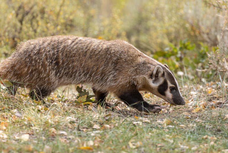 Badger in Wyoming in Fall stock photo. Image of predator - 233795736