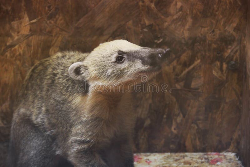 Badger at the zoo stock photo. Image of badgers, horizontal - 144387294