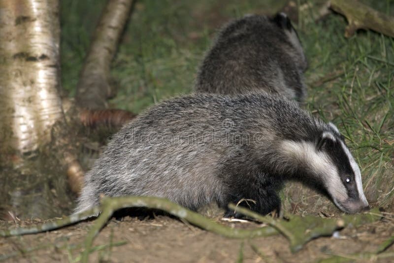 Badger Cubs playing stock image. Image of meles, mammal - 18346949