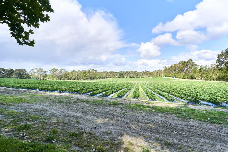Badgers Brook farm stock image. Image of harvest, leaf - 166850483