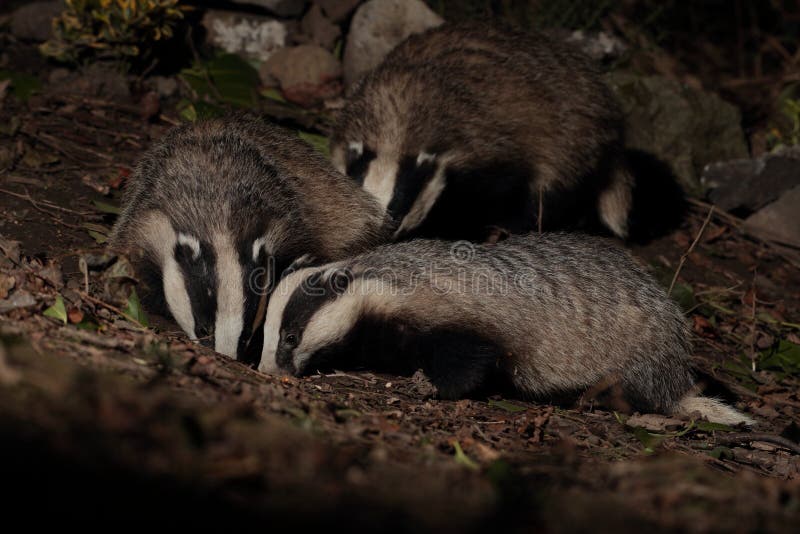 Badgers at night. stock image. Image of wildlife, animal - 244196167