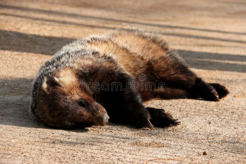 Badger seed stock image. Image of asia, chapeau, farmer - 130647807