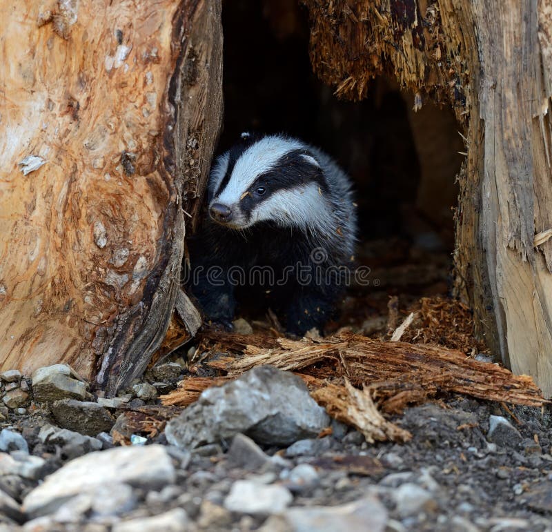 Flying Bird stock image. Image of lakes, landscape, water - 32983473