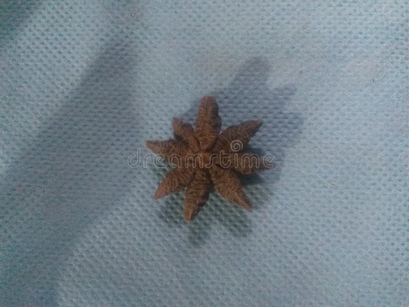 Badiyan Phool Star Phool Front Side Position Stock Photo - Image of ...