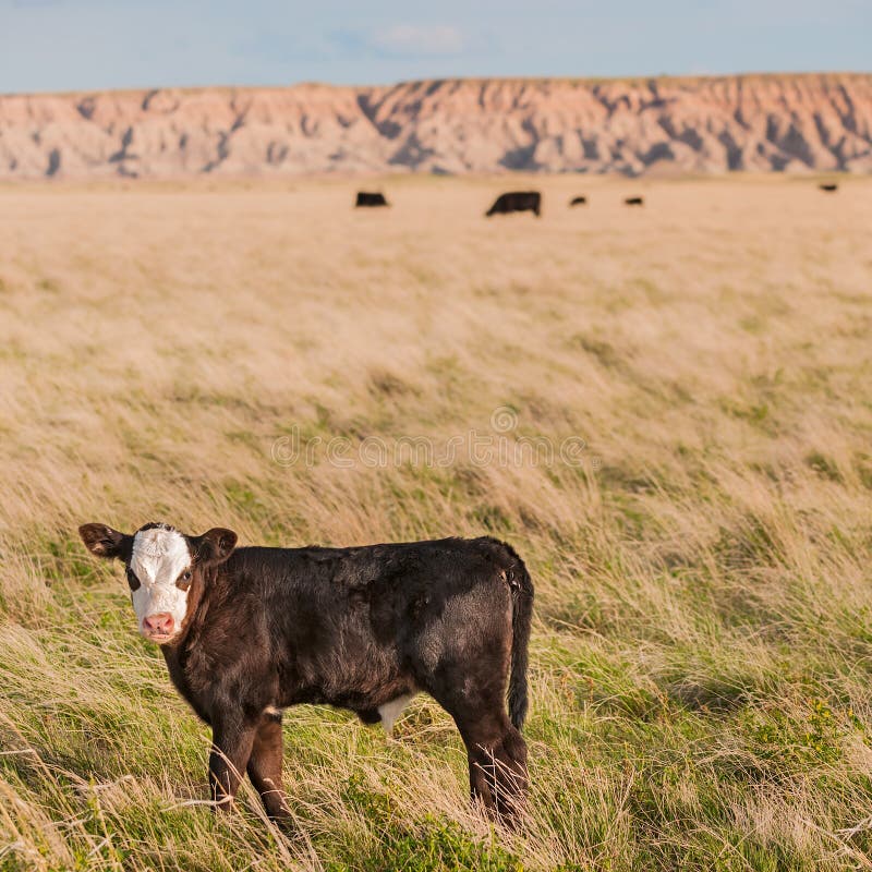 Badlands Calf stock image. Image of bovine, grassland - 25157387