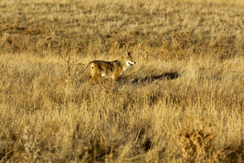 Badlands Coyote stock image. Image of animal, outdoors - 29626949