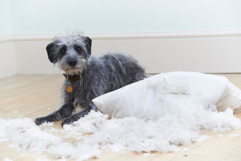 How To Keep A Destructive Dog At Home