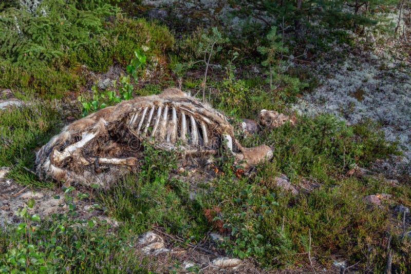 Badly Decayed Moose Carcass with Exposed Rib Cage. Stock Image - Image ...