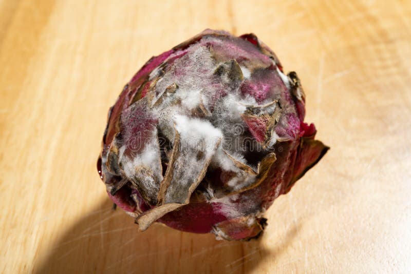 Badly moldy dragon fruit stock image. Image of infected - 251053173