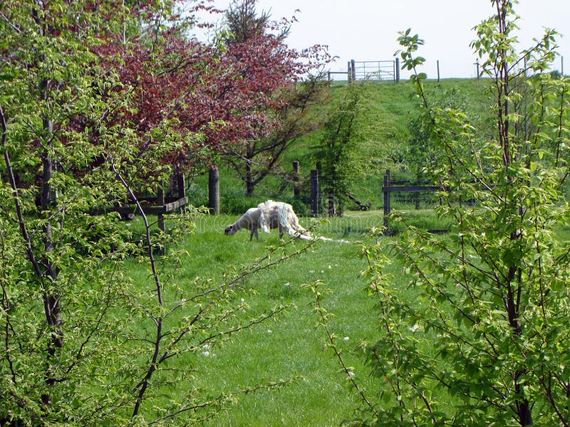 Badly Sheared Sheep stock photo. Image of wool, animal - 84759860