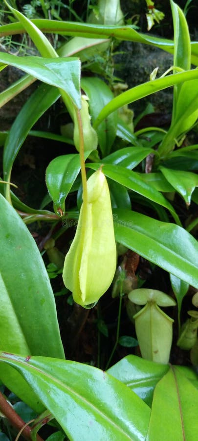 Badura is a Monoecious Plant. Stock Image - Image of monoecious, jungle ...