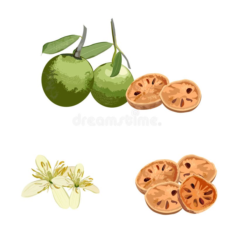 Bael Stock Illustrations – 596 Bael Stock Illustrations, Vectors ...