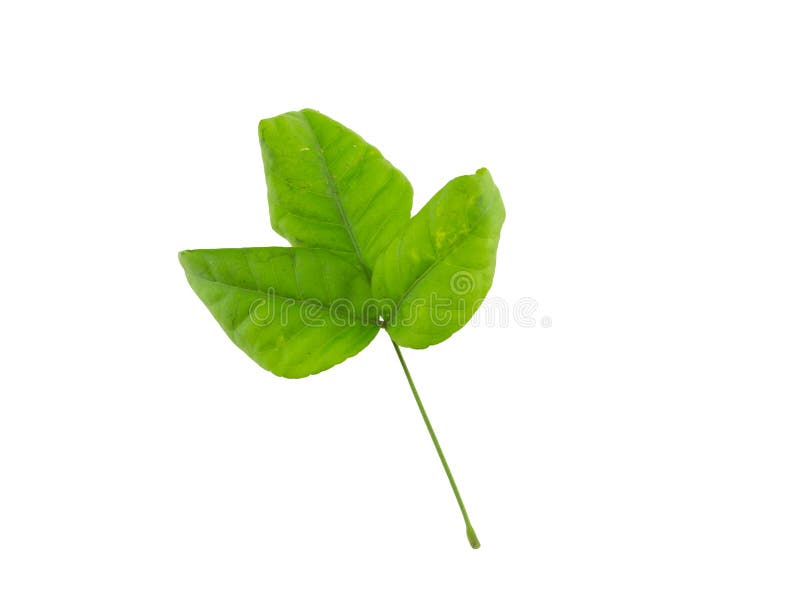 Bael leaves stock image. Image of fruit, indien, plant - 245469725