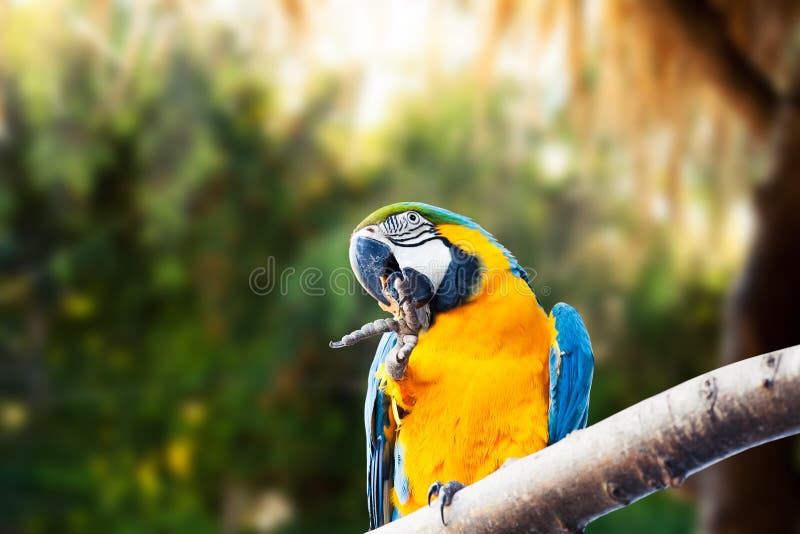 Baeutiful Parrot Stock Photos - Free & Royalty-Free Stock Photos from ...