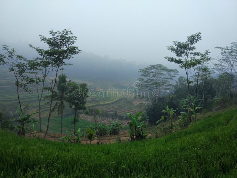 Baeutiful View of the Valley and Rice Fields Stock Photo - Image of ...