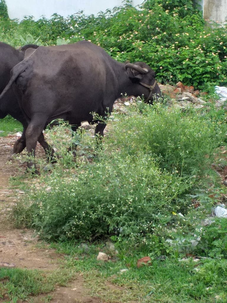 Bhes Bissnis Stock Photos - Free & Royalty-Free Stock Photos from ...