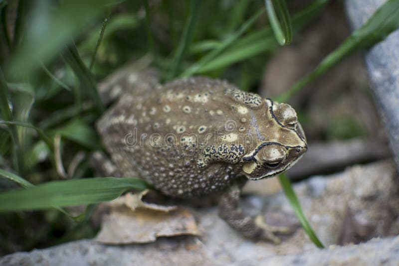 A Bafo Toad in the Garden stock image. Image of creature - 265441777