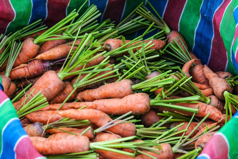 Bag of Carrots stock image. Image of diet, healthy, background - 11508463
