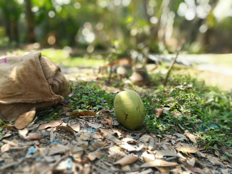 Bag of coconuts stock photo. Image of natural, carribean - 127365500