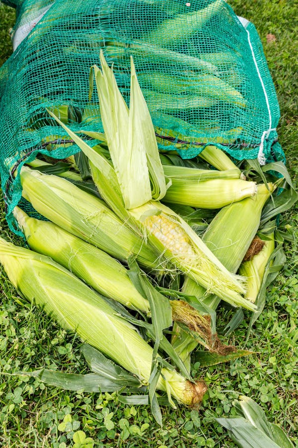 Bag of Fresh Corn on the Cob Stock Photo - Image of length, crop: 263108910