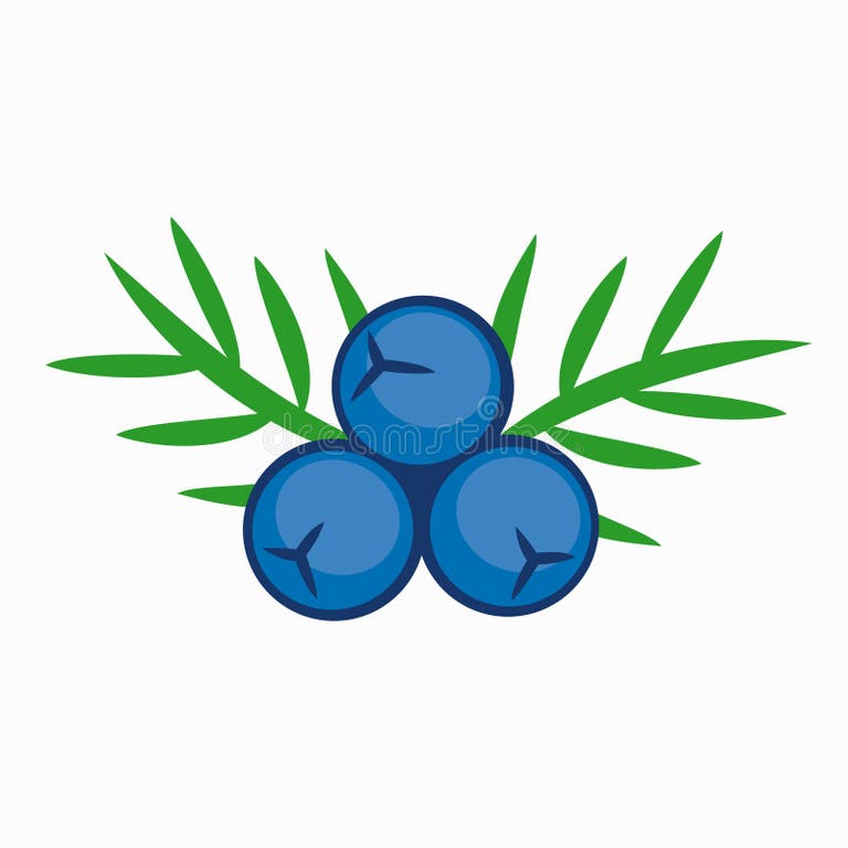 Baga de zimbro azul da cor ilustração do vetor. Ilustração de filial ...