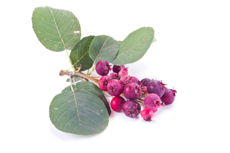 Baga Ou Corinto Do Amelanchier Imagem de Stock - Imagem de gosto, fruta ...