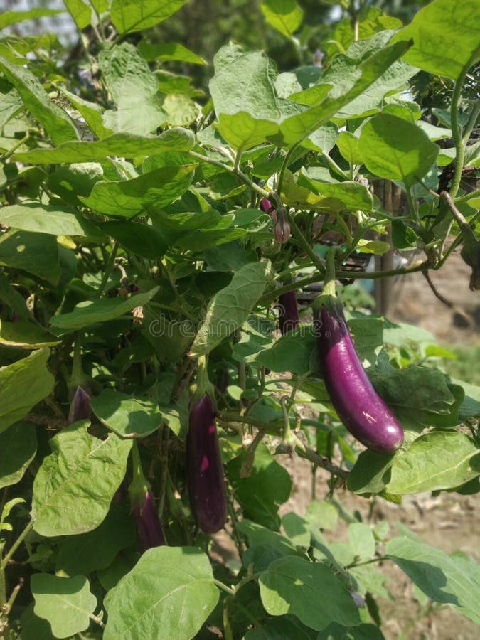 Bagan Fruit Veg in Indian Dis Stock Image - Image of vegetable, flower ...