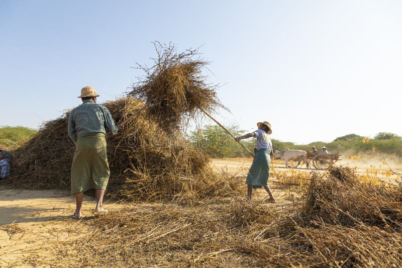 Peasants Pile Up Branches and Straw in Myanmar Editorial Stock Photo ...