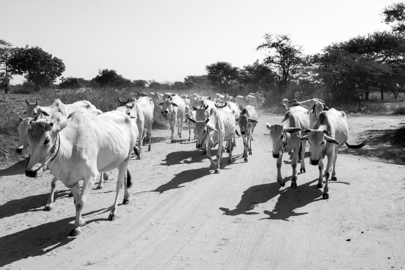 Bagan, Myanmar, December 28 2017: Herd of Cows Runs on a Dusty Road ...