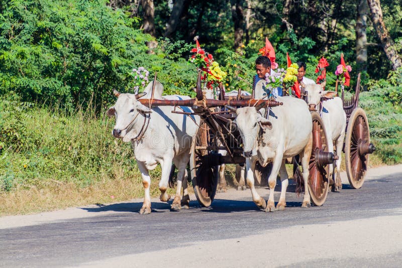 BAGAN, MYANMAR - DECEMBER 6, 2016: Zebu Pulled Carts on a Road in Bagan ...
