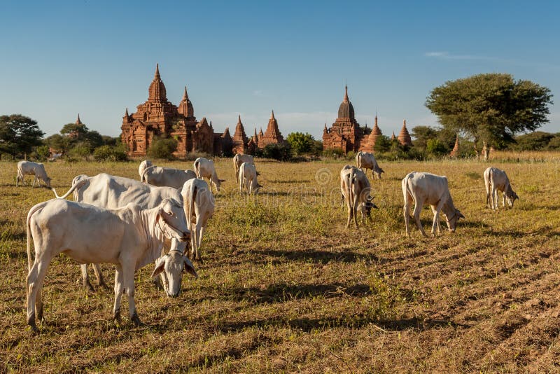 Bagan Temples with. stock image. Image of burma, farm - 98608473