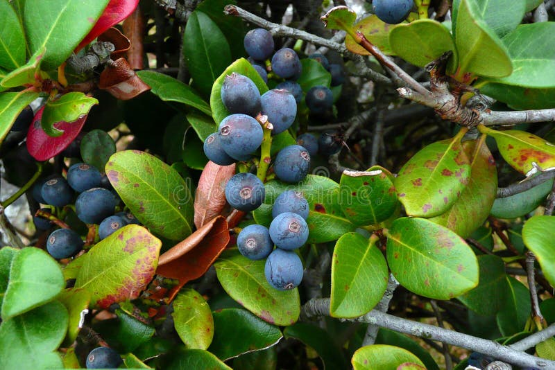 Bagas azuis imagem de stock. Imagem de selvagem, verde - 14867755