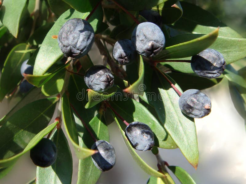 Bagas da murta foto de stock. Imagem de evergreen, crescimento - 49192316