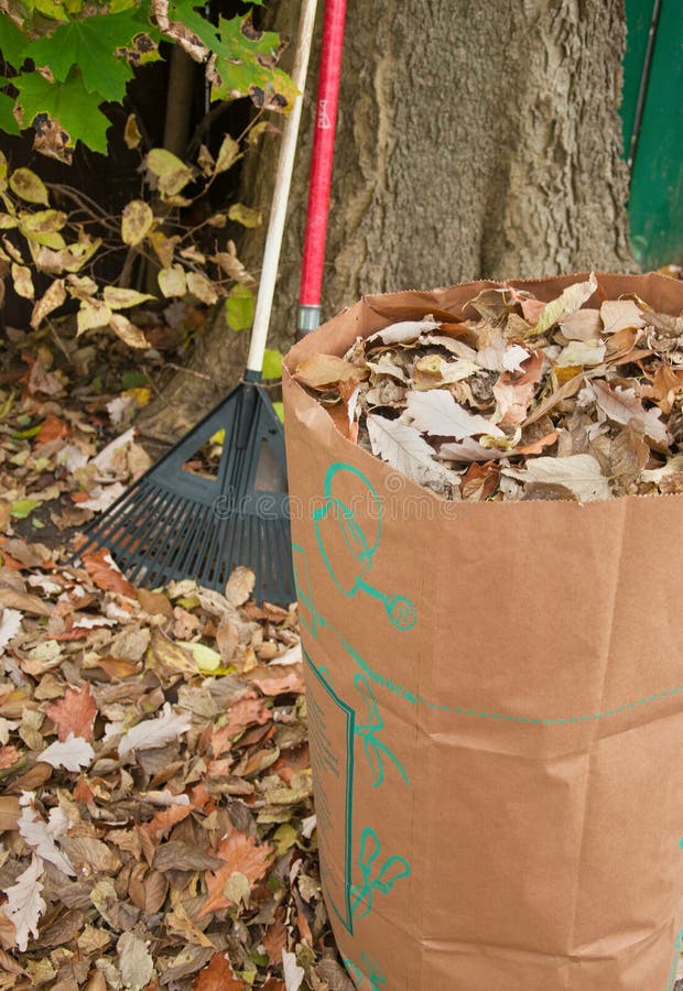 Bagging fall Leaves stock photo. Image of work, scenic - 45818878