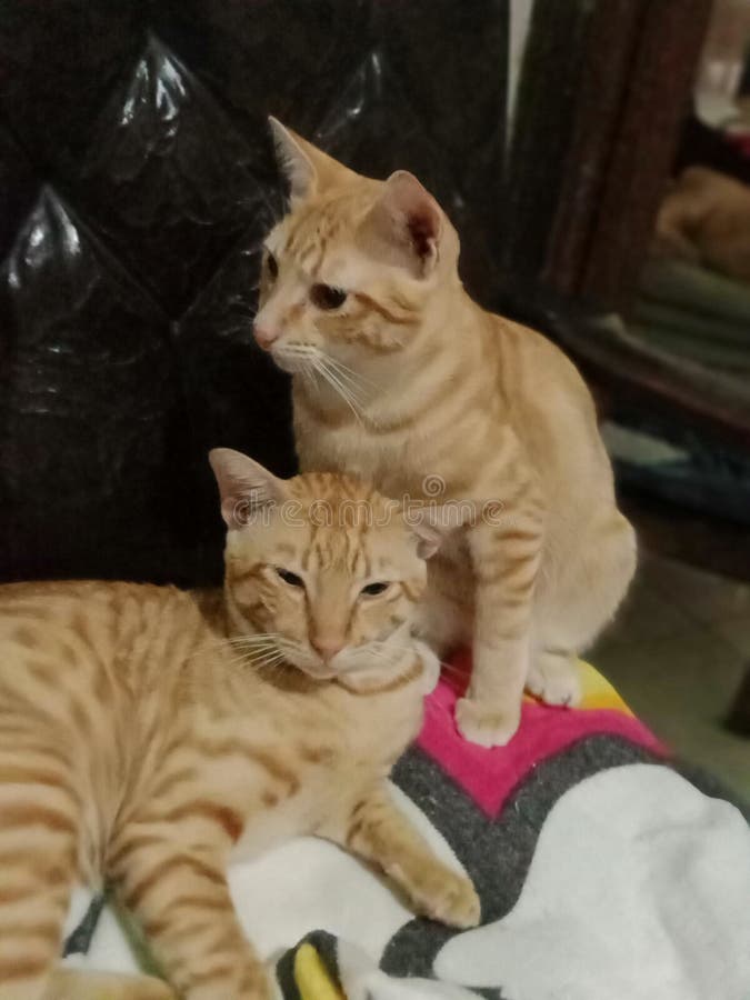 Bagong and simba stock image. Image of cute, simba, name - 227183443