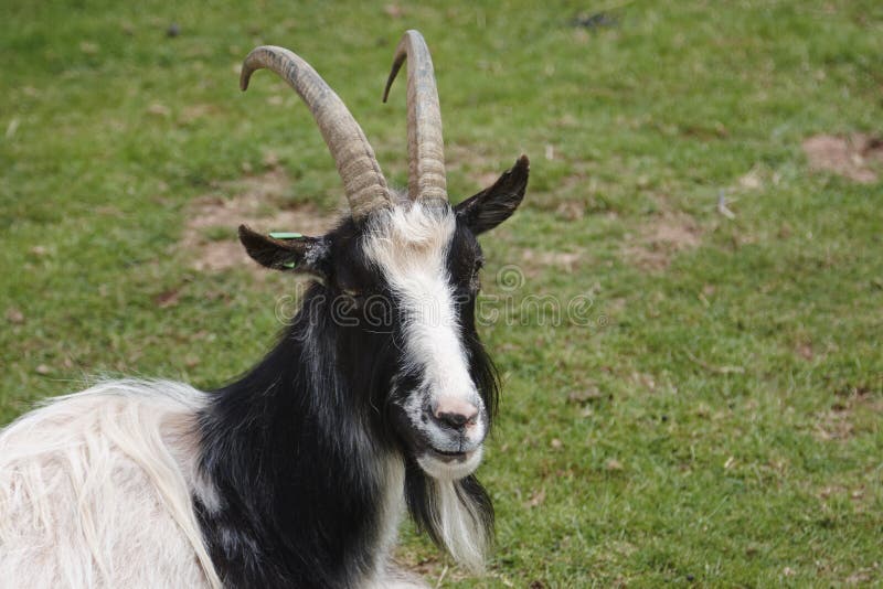 Bagot goat stock image. Image of field, farm, head, vulnerable - 43682409