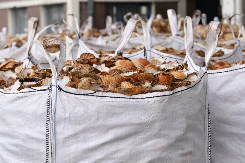 Bags with Empty Scallop Shell for Processing Zero Waste Stock Photo ...