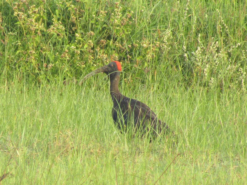 Bagula bird stock image. Image of bird, india, farm - 173565091