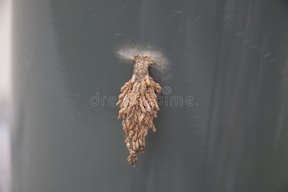 Bagworm Cocoon stock image. Image of nature, chrysalis - 158566579