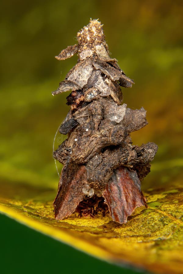 Bagworm on a pine tree stock photo. Image of bagworms - 20892864