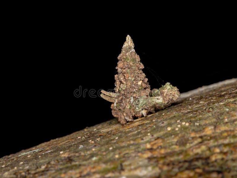 Larva Psychidae stock image. Image of detail, eyes, macro - 73018353