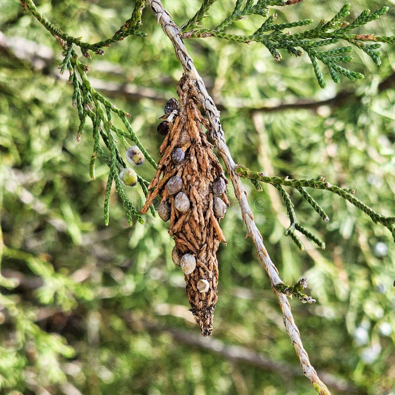 Bagworm on Spruce Tree with Blue Berries Stock Image - Image of bagworm ...