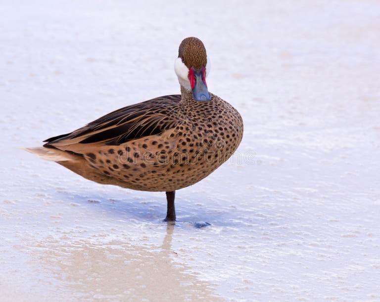 Bahama duck on sandy beach stock photo. Image of waves - 18470832